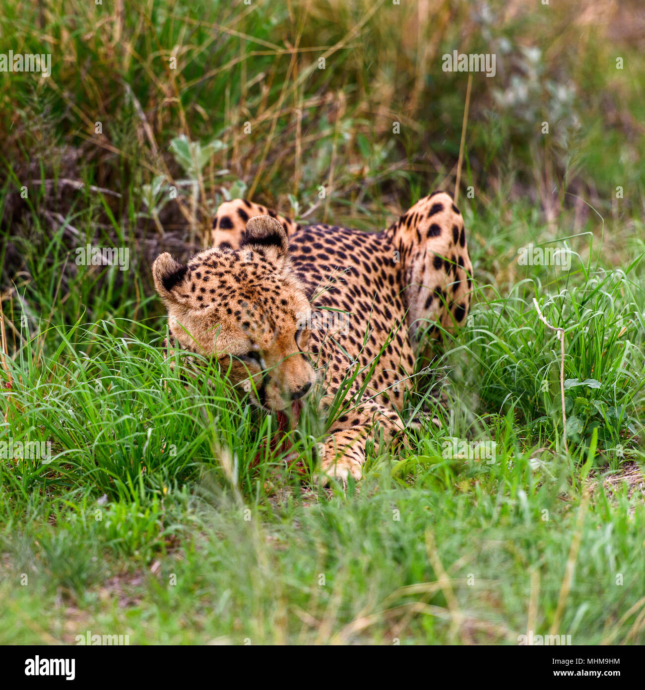 Cheetah at the Naankuse Wildlife Sanctuary, Namibia, Africa Stock Photo ...