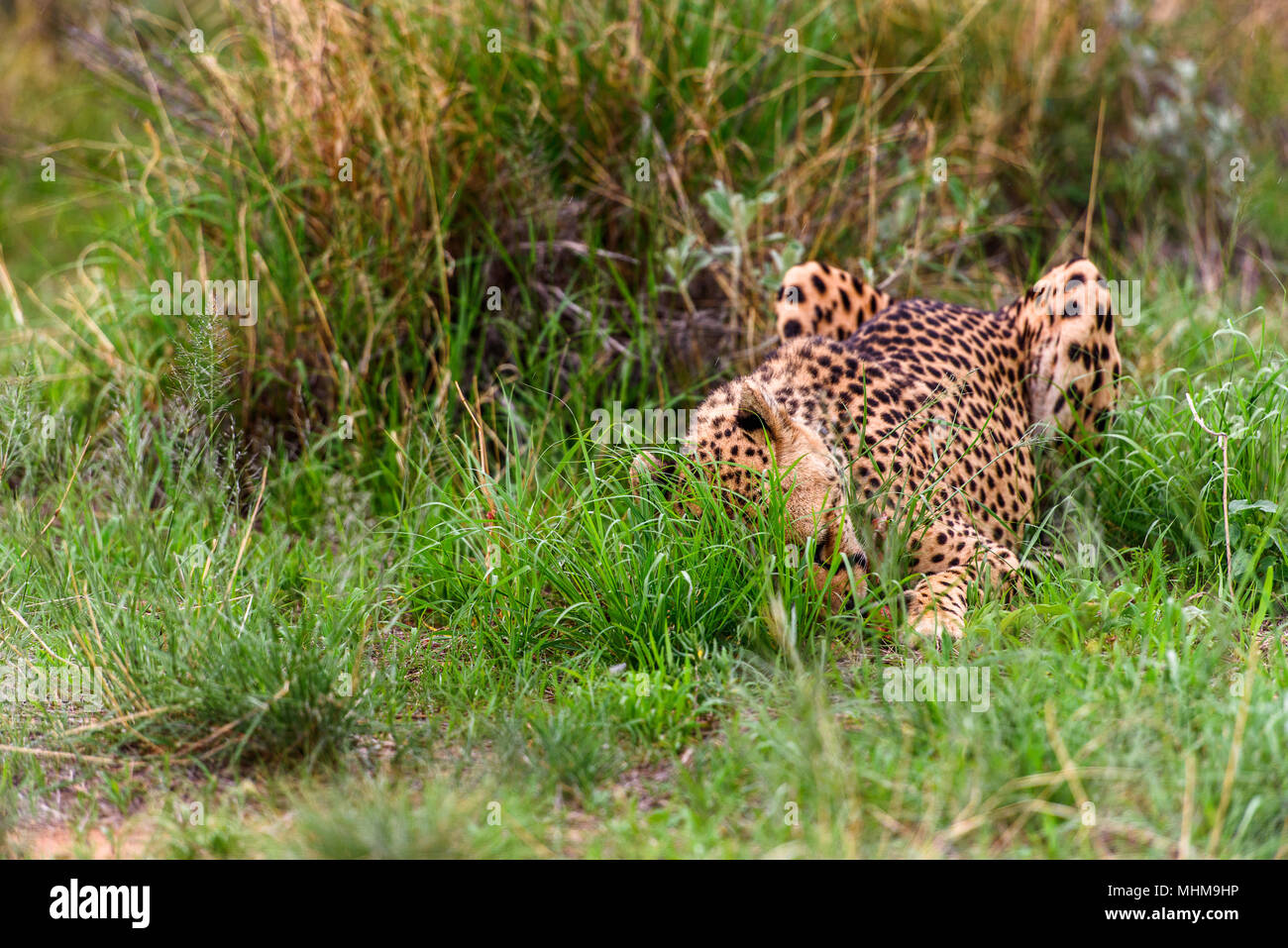Cheetah at the Naankuse Wildlife Sanctuary, Namibia, Africa Stock Photo ...