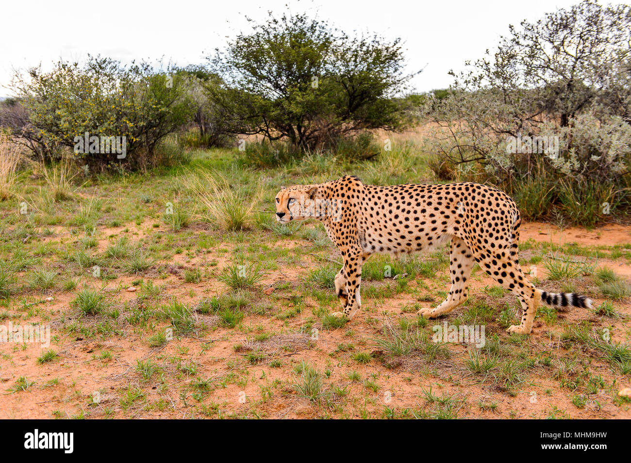 Cheetah at the Naankuse Wildlife Sanctuary, Namibia, Africa Stock Photo ...