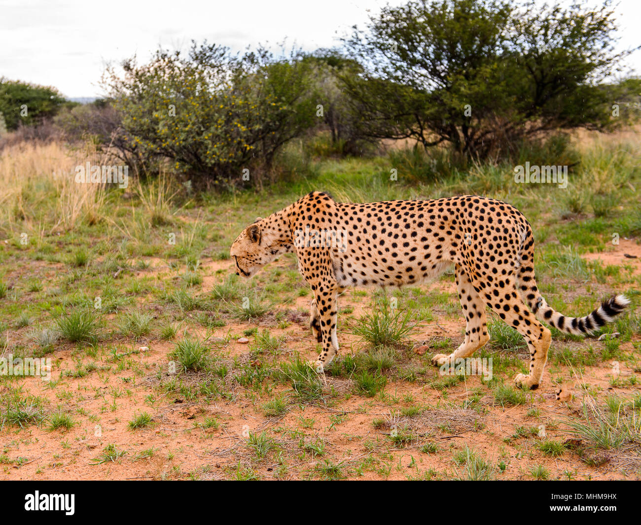 Cheetah at the Naankuse Wildlife Sanctuary, Namibia, Africa Stock Photo ...