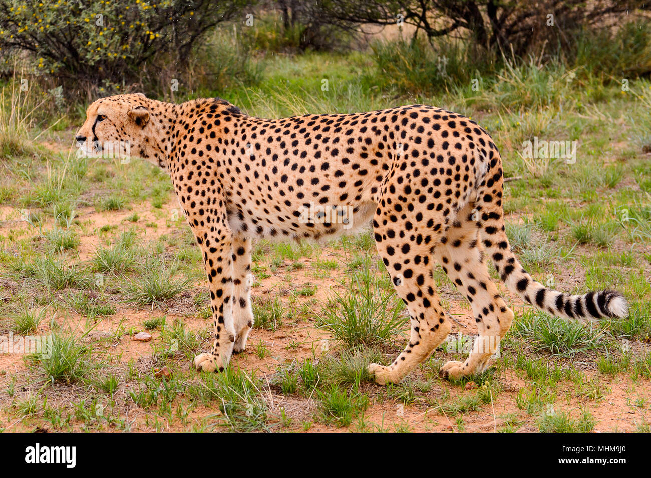 Cheetah at the Naankuse Wildlife Sanctuary, Namibia, Africa Stock Photo ...