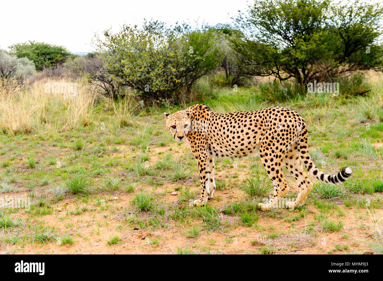 Cheetah at the Naankuse Wildlife Sanctuary, Namibia, Africa Stock Photo ...