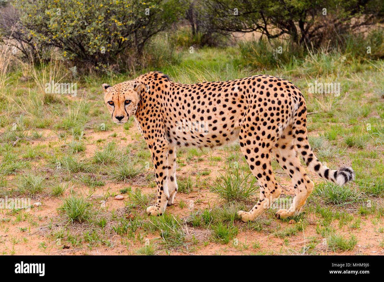 Cheetah at the Naankuse Wildlife Sanctuary, Namibia, Africa Stock Photo ...