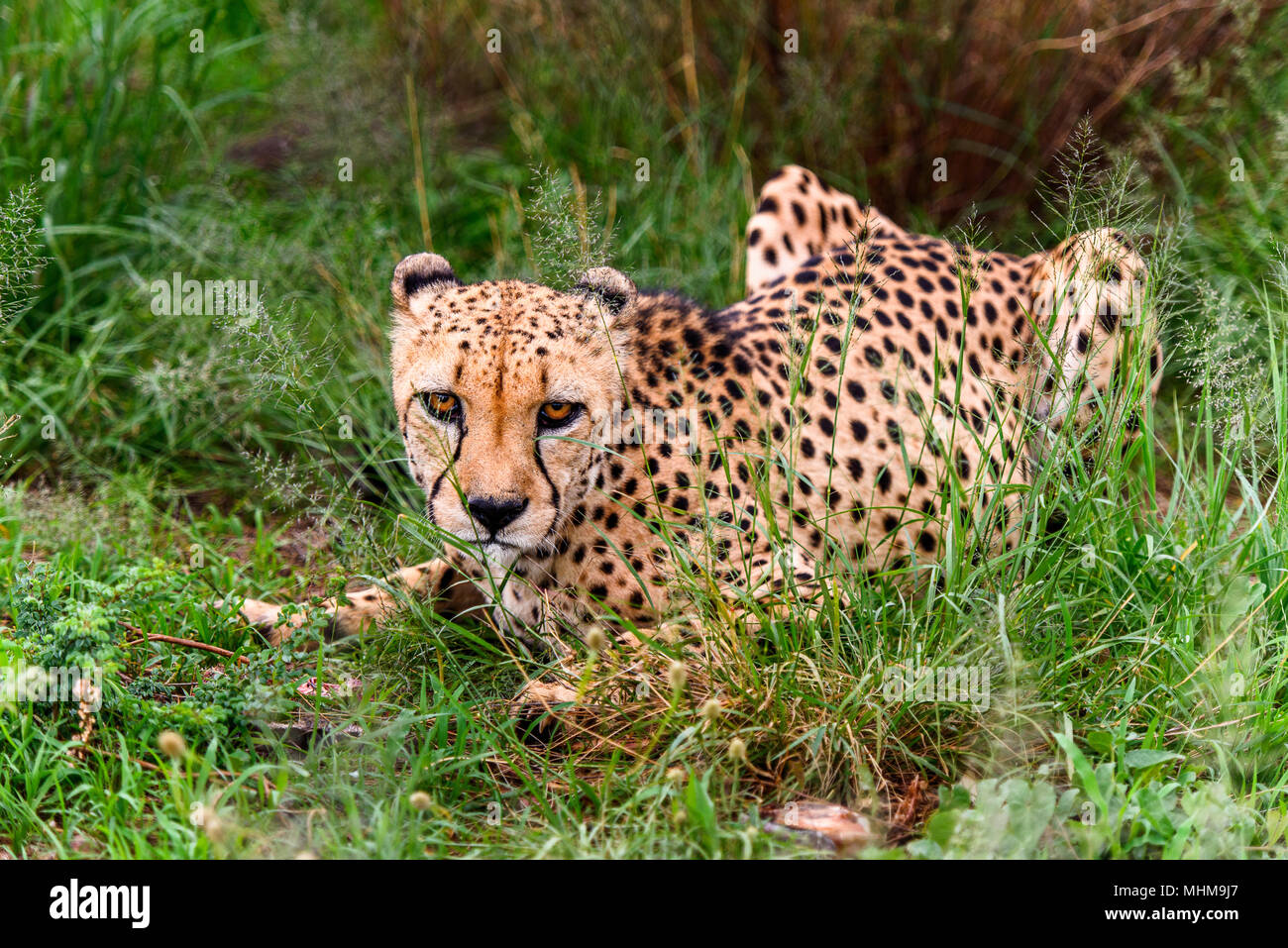 Cheetah at the Naankuse Wildlife Sanctuary, Namibia, Africa Stock Photo ...