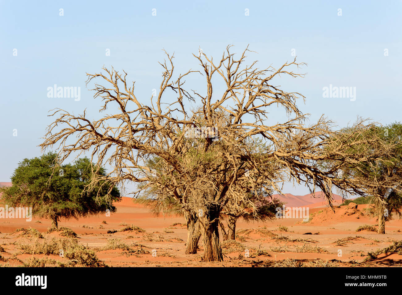 Spectacular landscape of the Namibia desert, Sossuvlei, Africa Stock ...