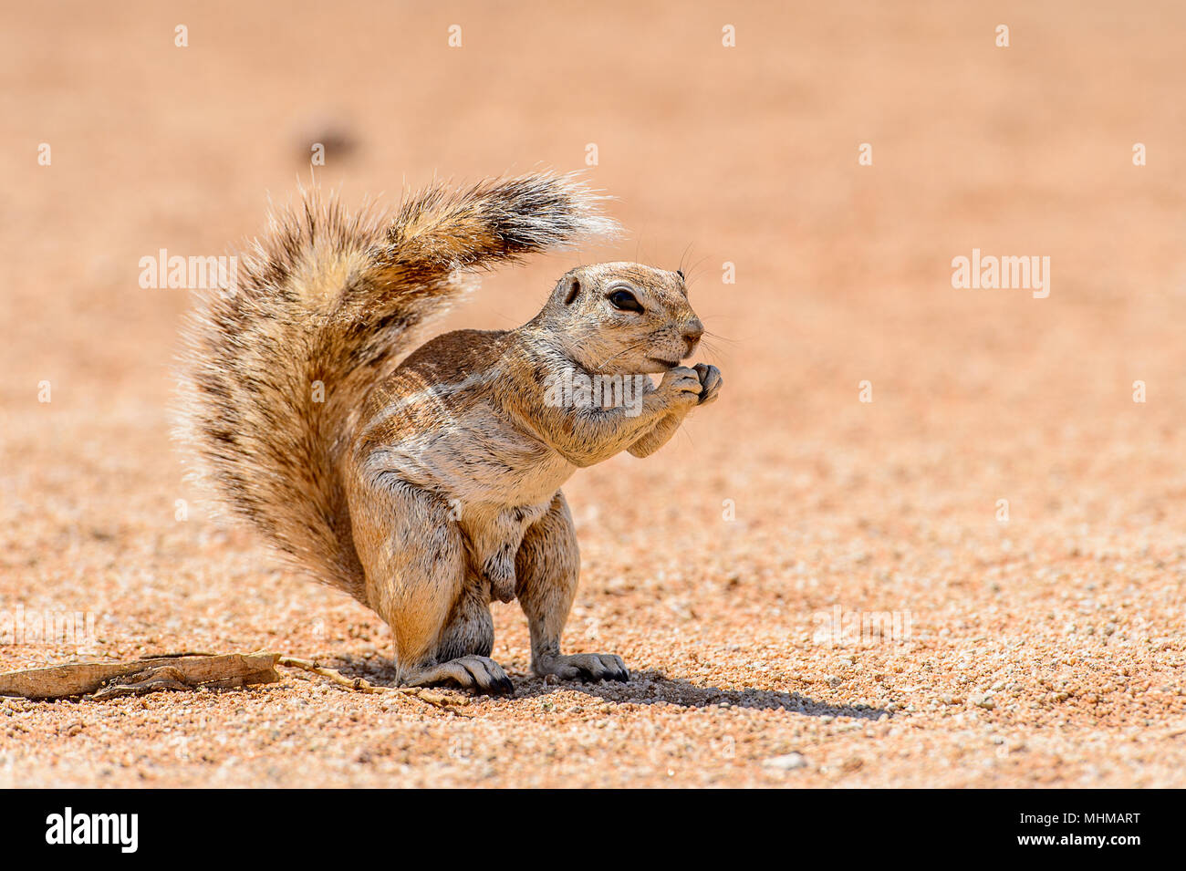 Meerkat (Suricate) eats a nut in Namibia Stock Photo - Alamy