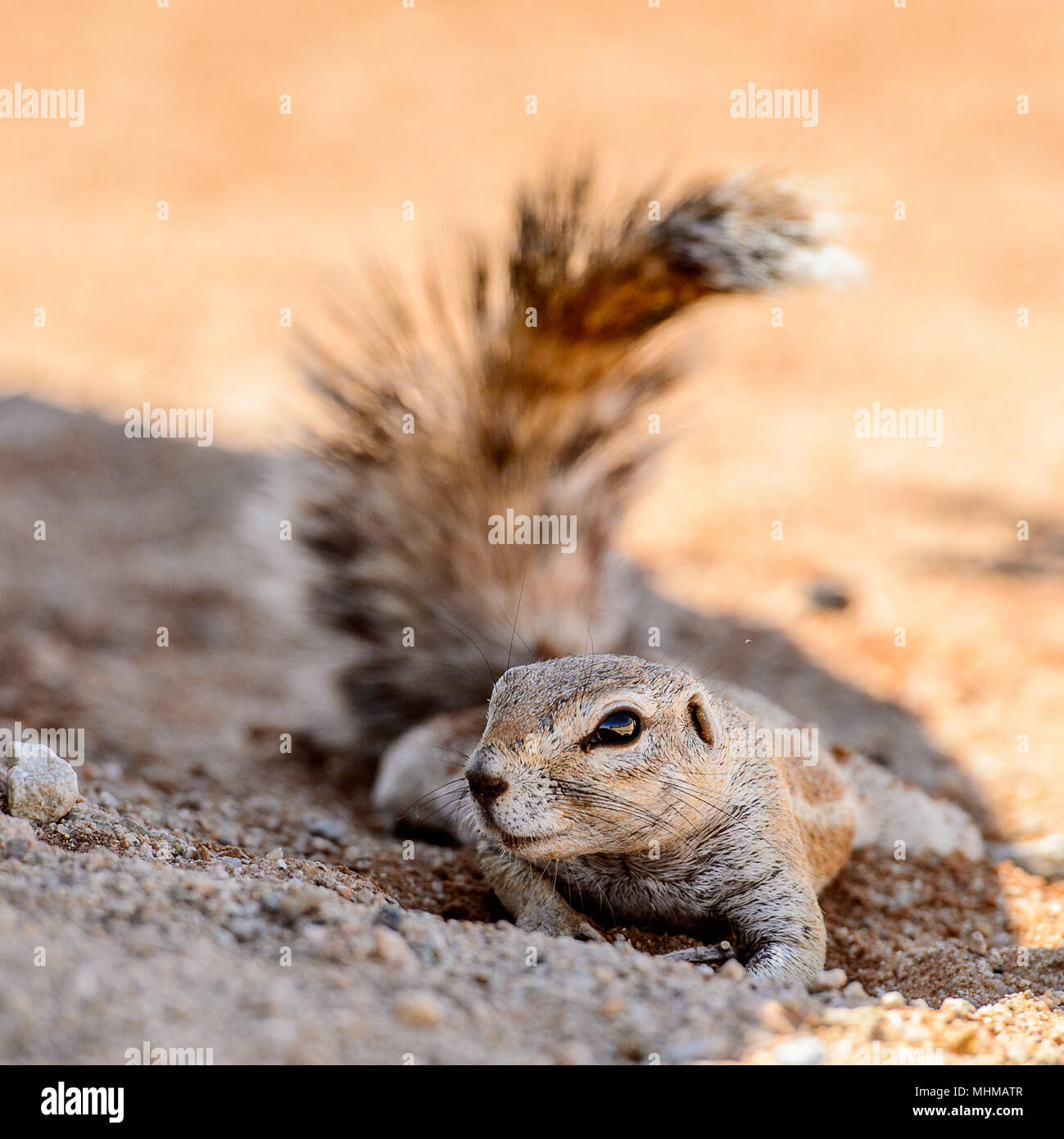 Close view of a cute suricate in Namibia Stock Photo - Alamy