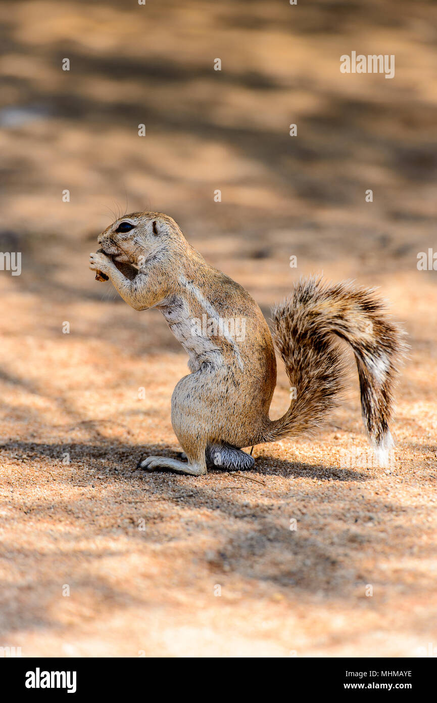 Meerkat (Suricate) eats a nut in Namibia Stock Photo - Alamy