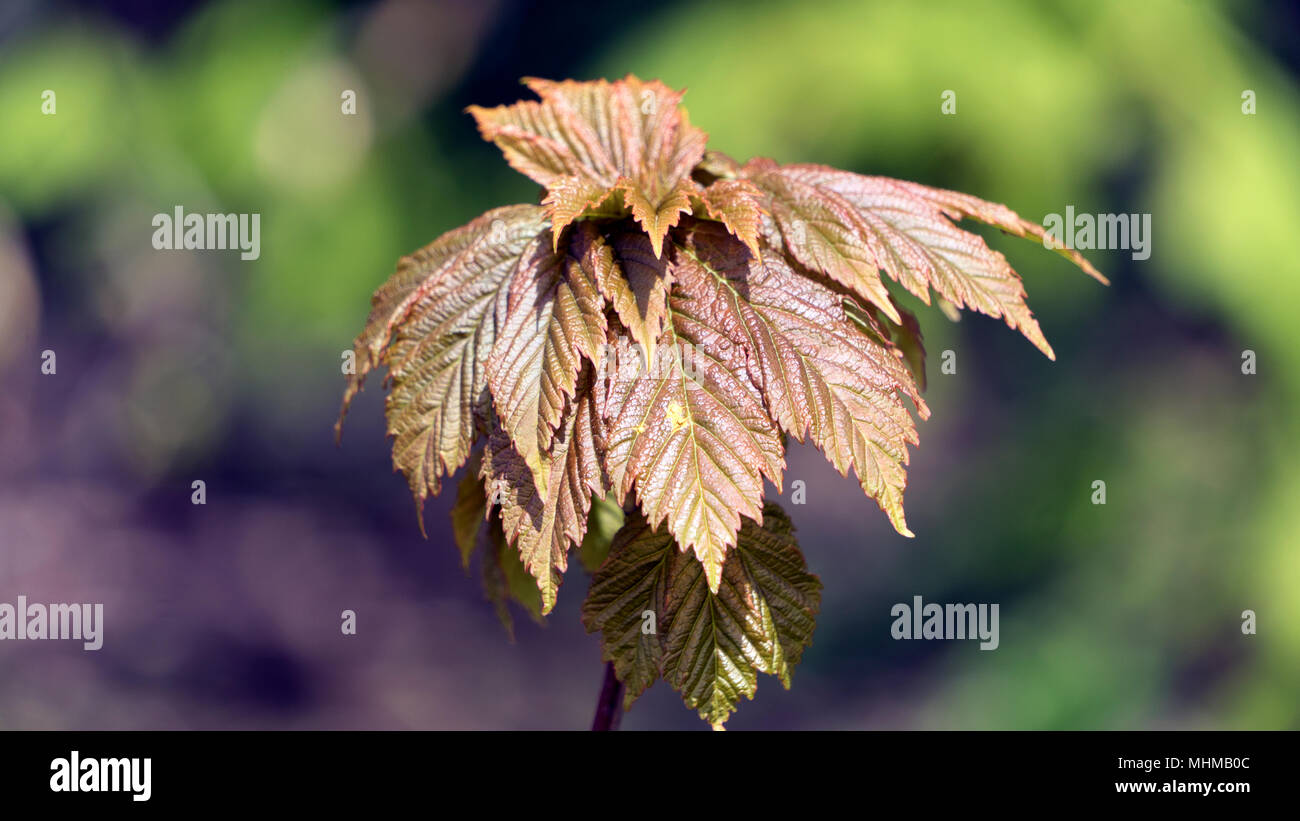 Leaves in Ireland Stock Photo - Alamy