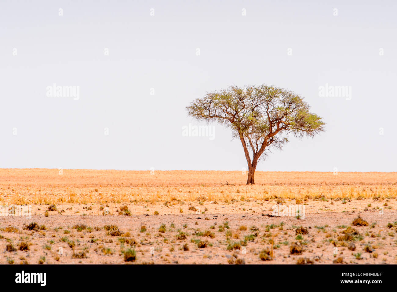 Beautiful landscape of a tree in the desert, Namibia Stock Photo - Alamy