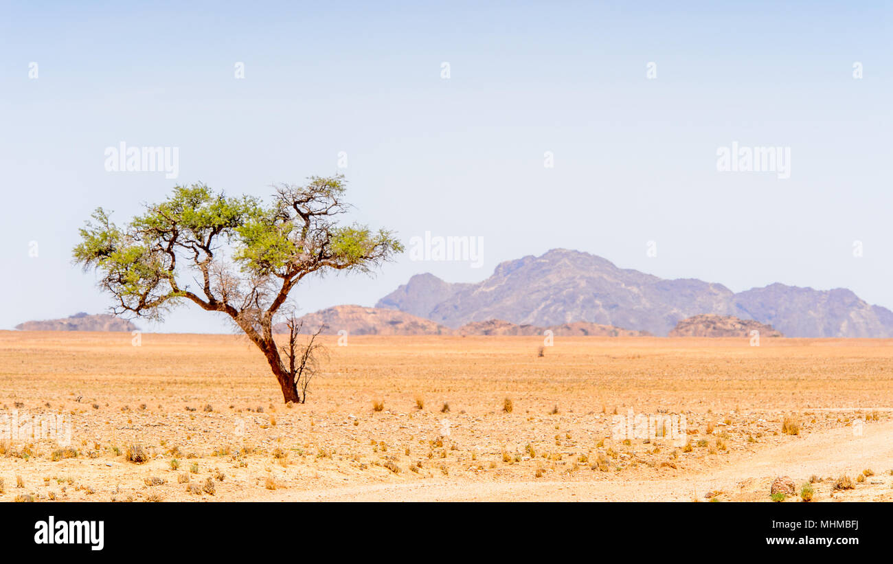 Beautiful landscape of a tree in the desert, Namibia Stock Photo - Alamy