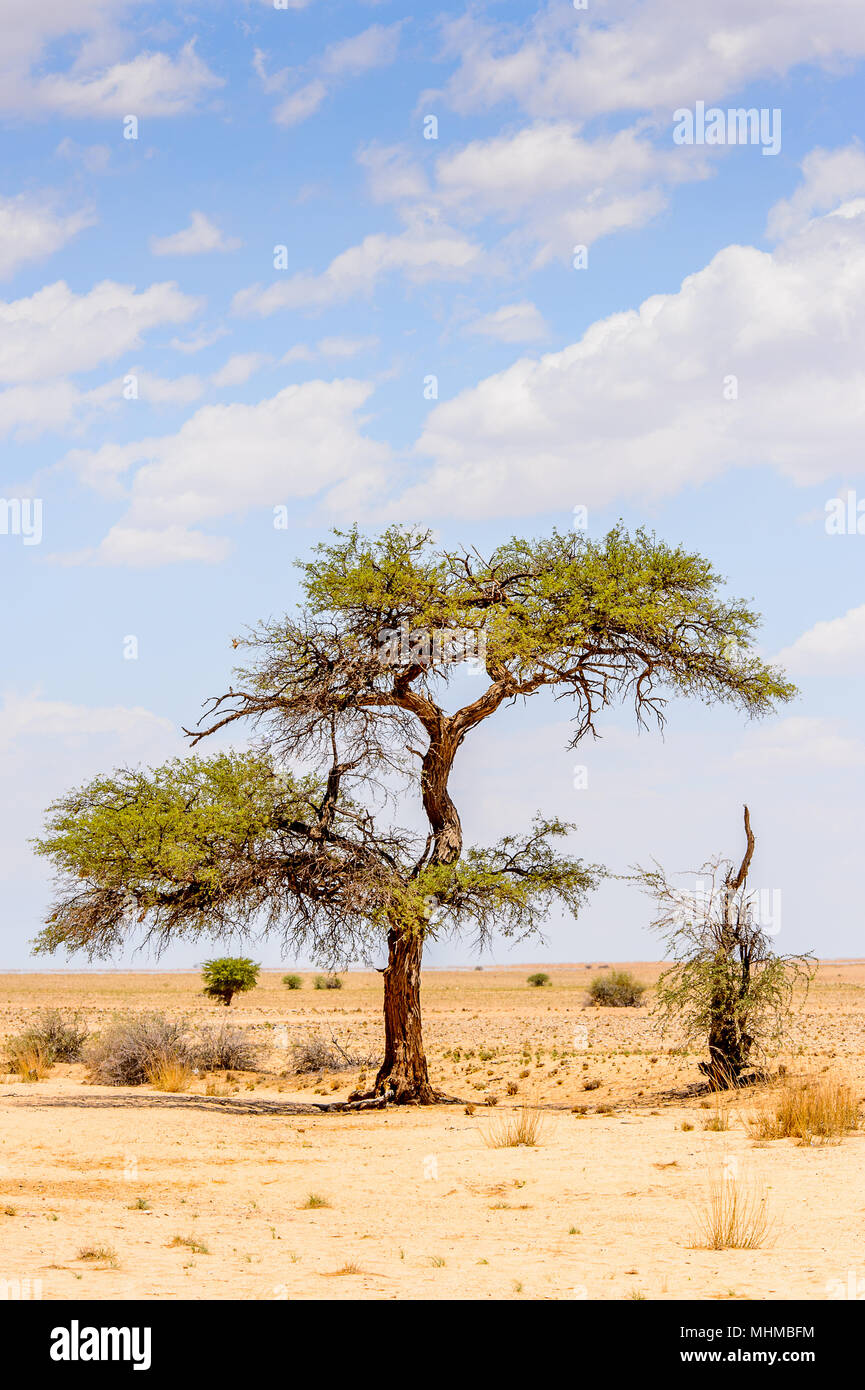 Beautiful landscape of a tree in the desert, Namibia Stock Photo - Alamy