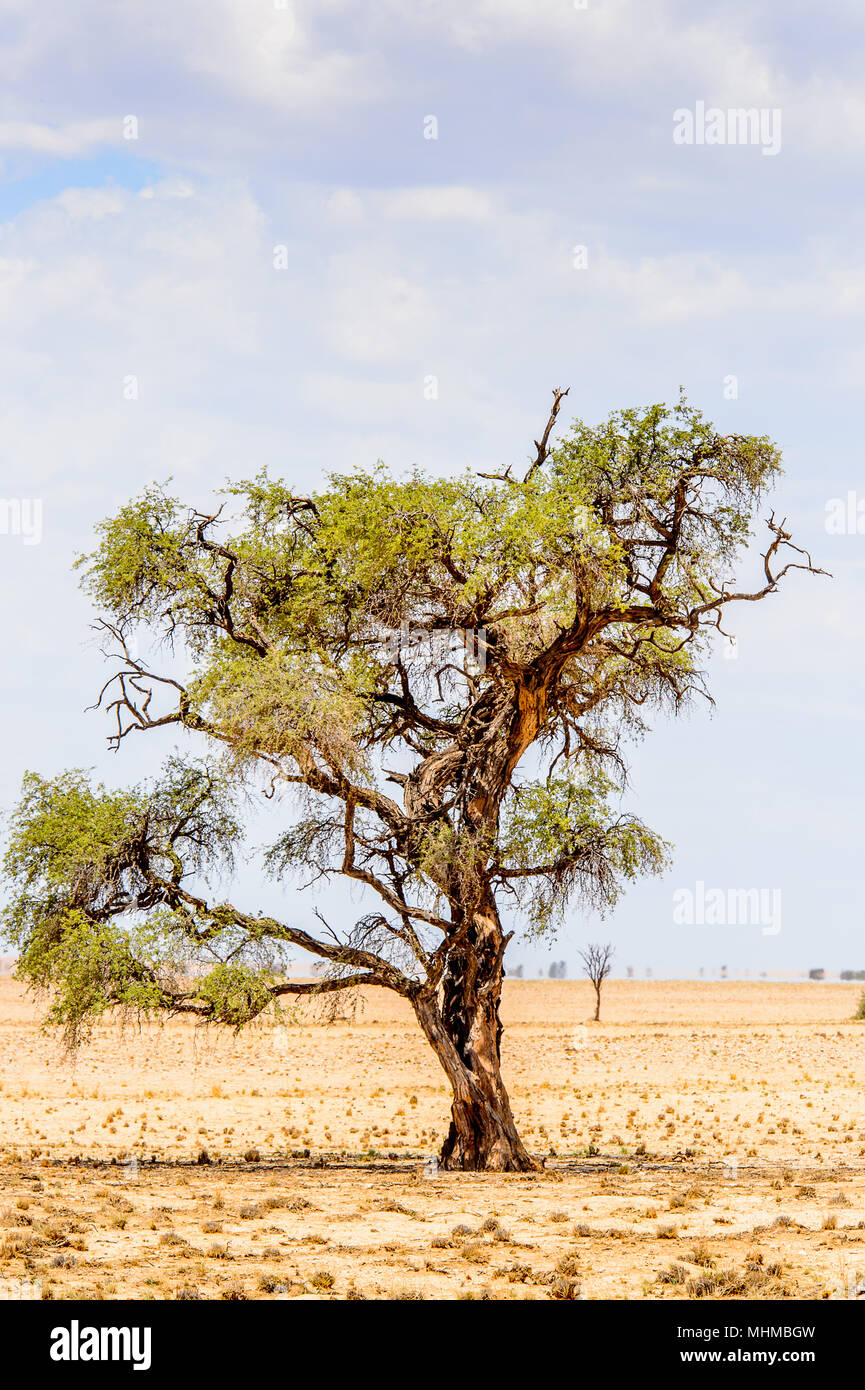 Beautiful landscape of a tree in the desert, Namibia Stock Photo - Alamy