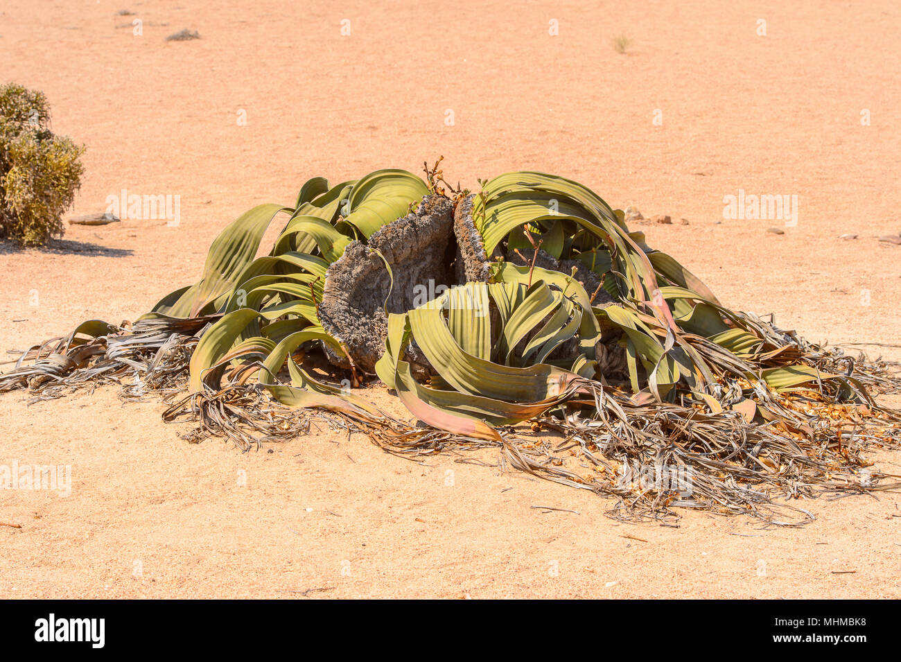 Welwitschia Mirabilis (living fossil), Petrified forest, Namibia Stock ...