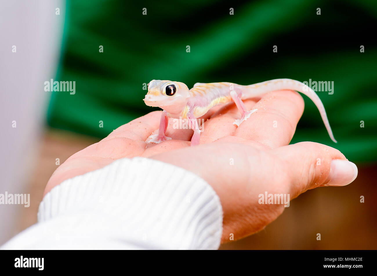 Baby Gecko Lizard