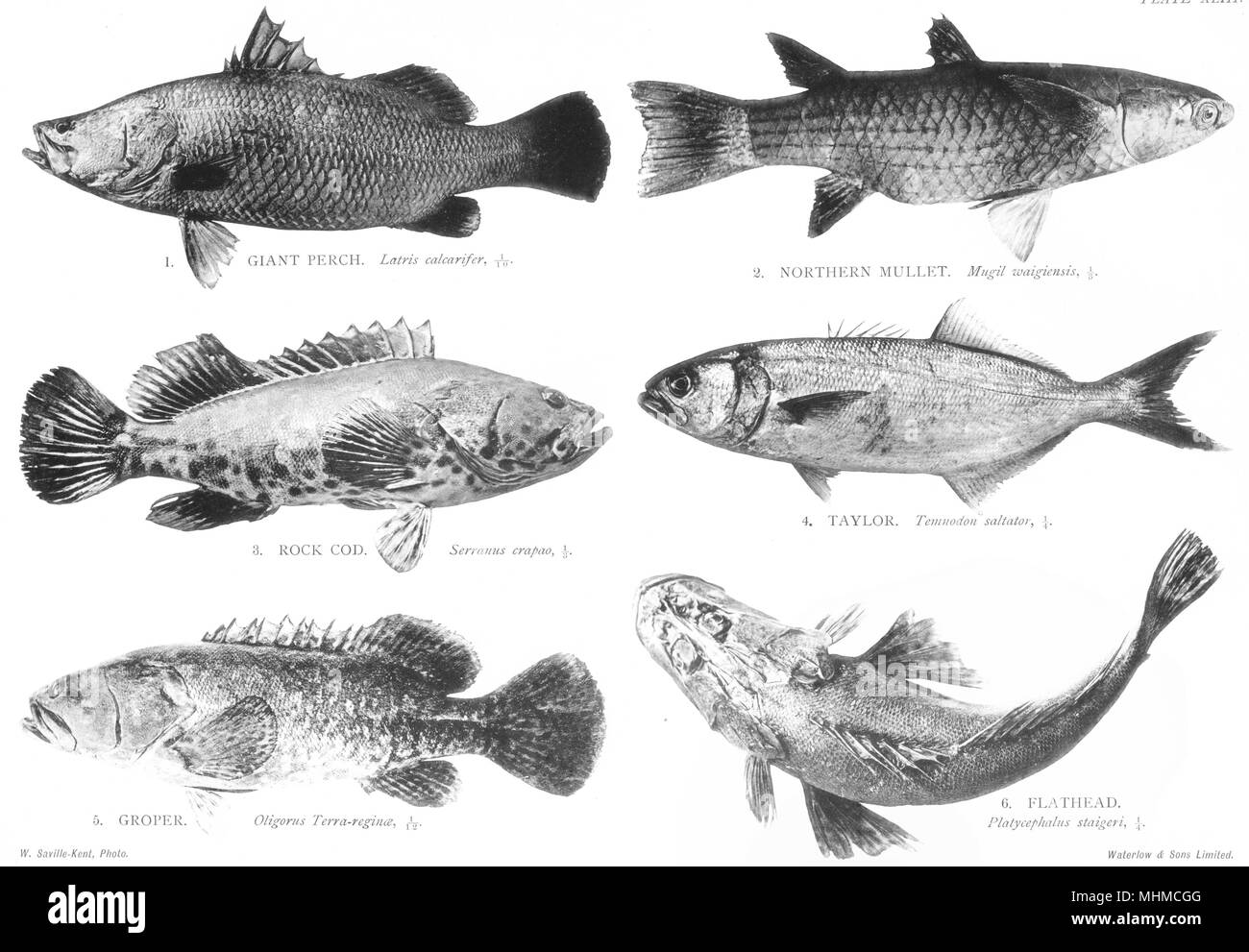 GREAT BARRIER REEF FISH.Giant Perch;Mullet;Rock Cod;Taylor;Groper ...