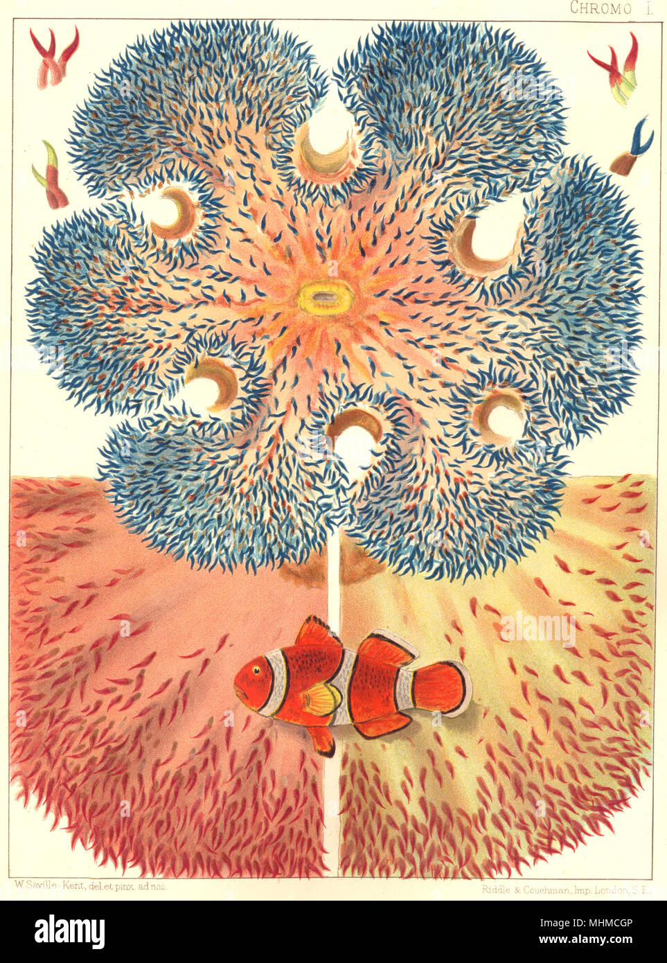 GT BARRIER REEF CORAL.Giant Anemone;Discosoma Kenti blue Amphiprion ...