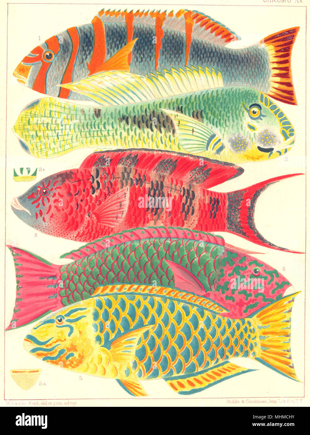 Orange banded parrot fish hi-res stock photography and images - Alamy