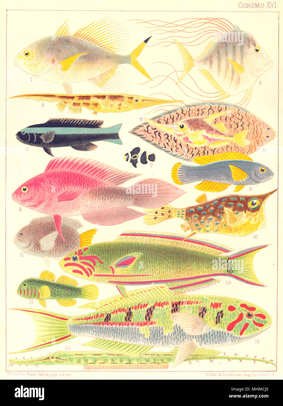 GT BARRIER REEF.Fringe finned,diamond Trevally;Coral,Pipe fish ...