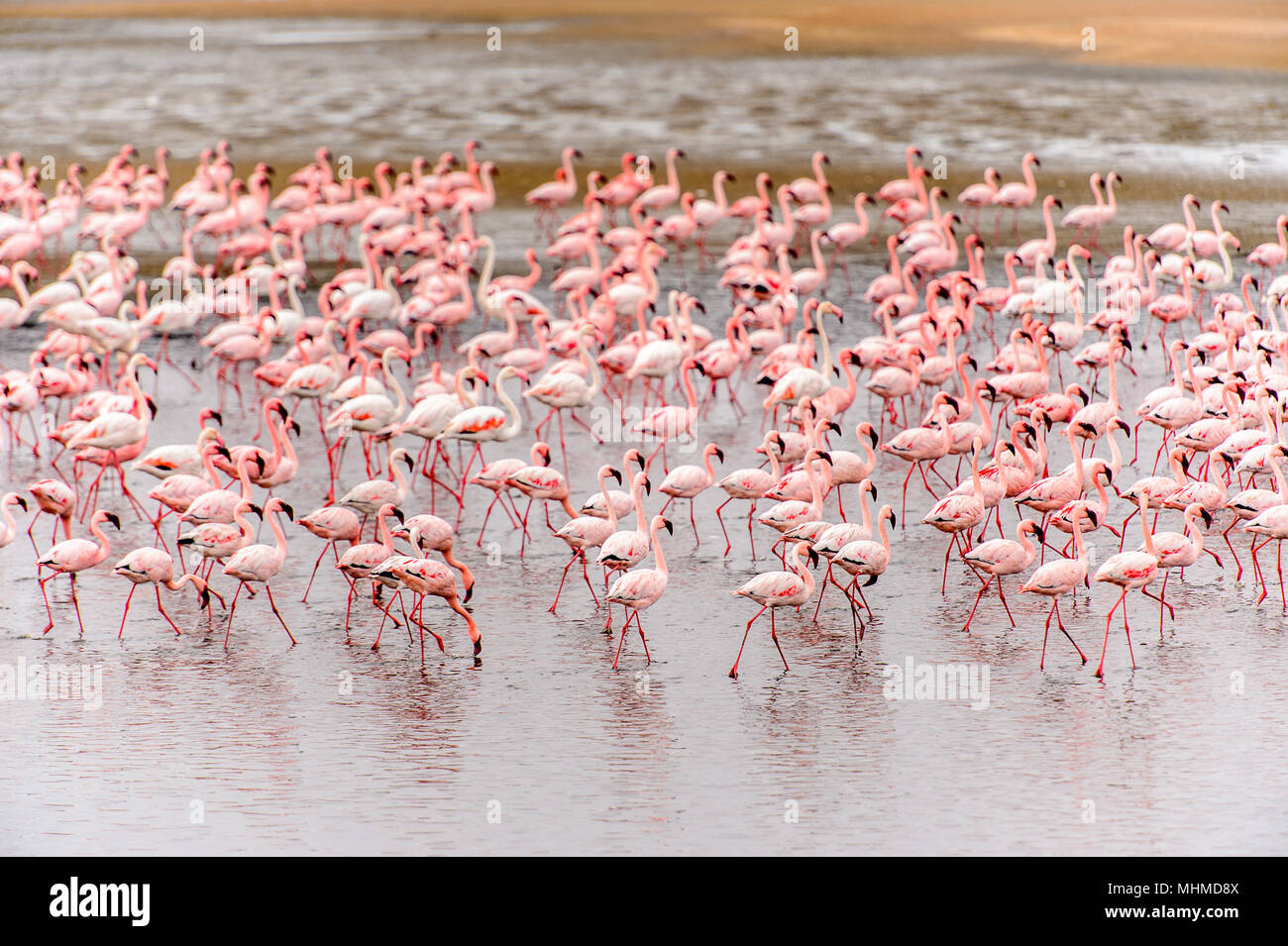 Flock of pink flamingos Stock Photo - Alamy