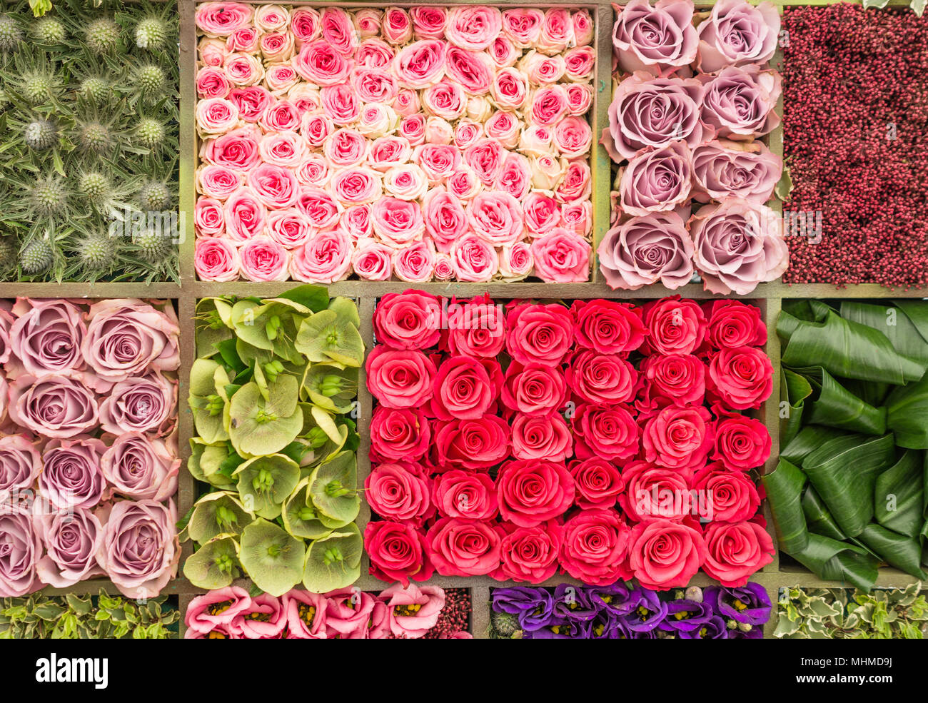 Blocks of rose flowers Stock Photo - Alamy