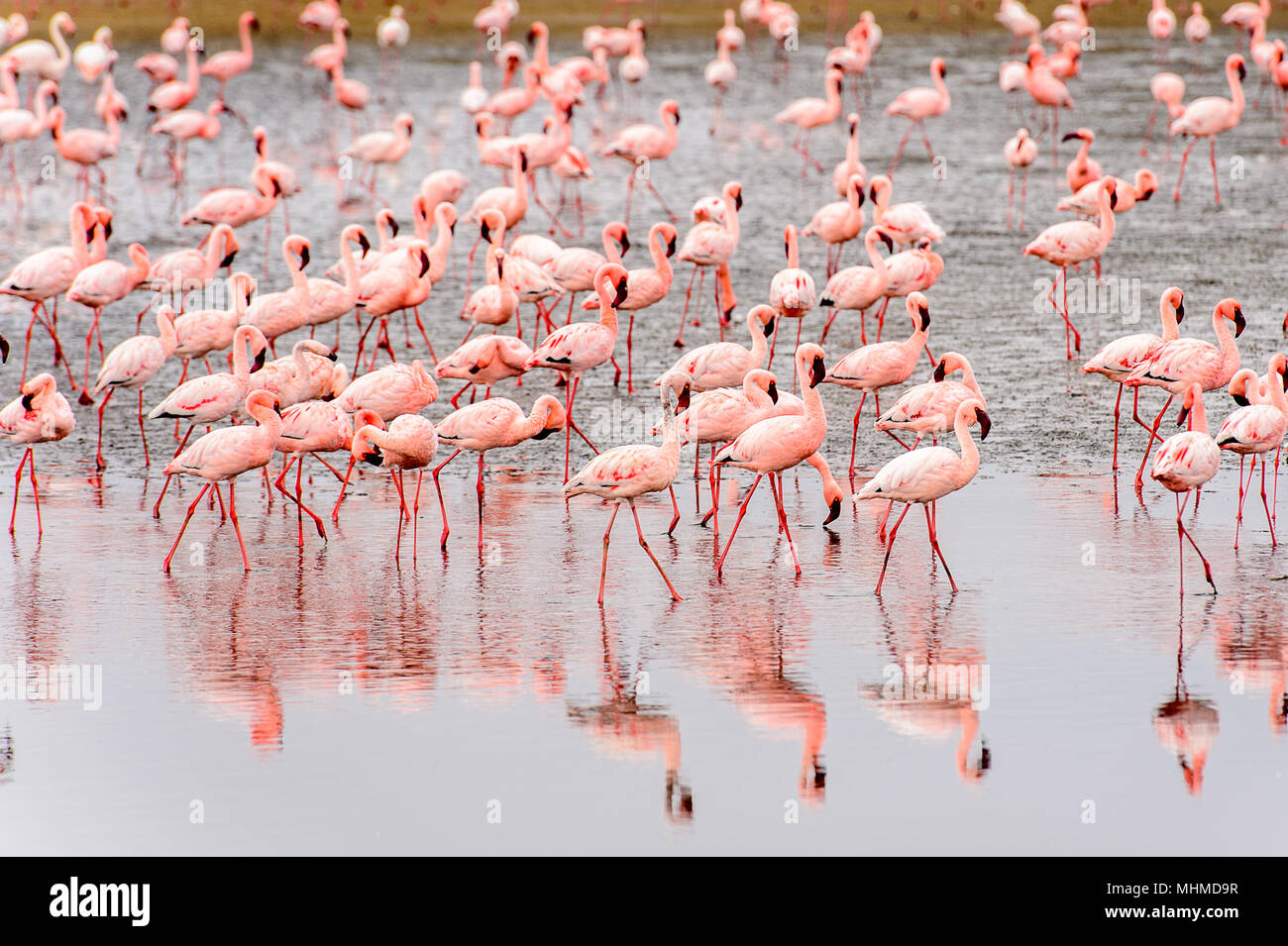 Flock of pink flamingos Stock Photo - Alamy