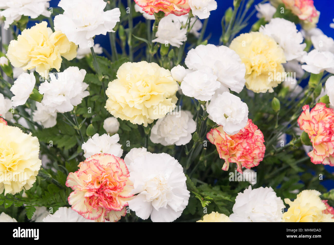 Display of carnations Stock Photo - Alamy