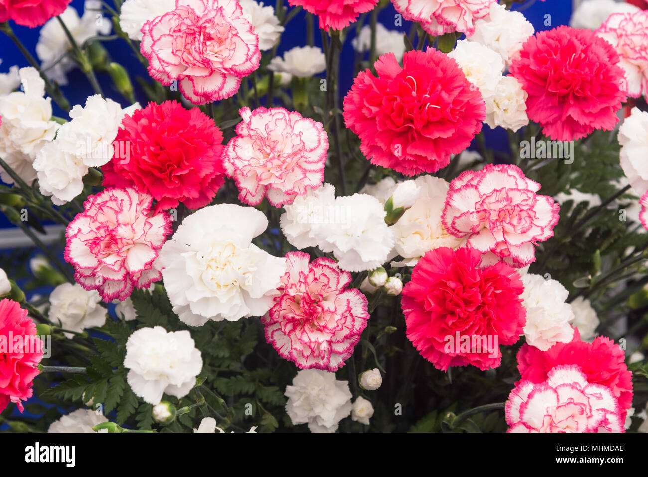Display of carnations Stock Photo - Alamy