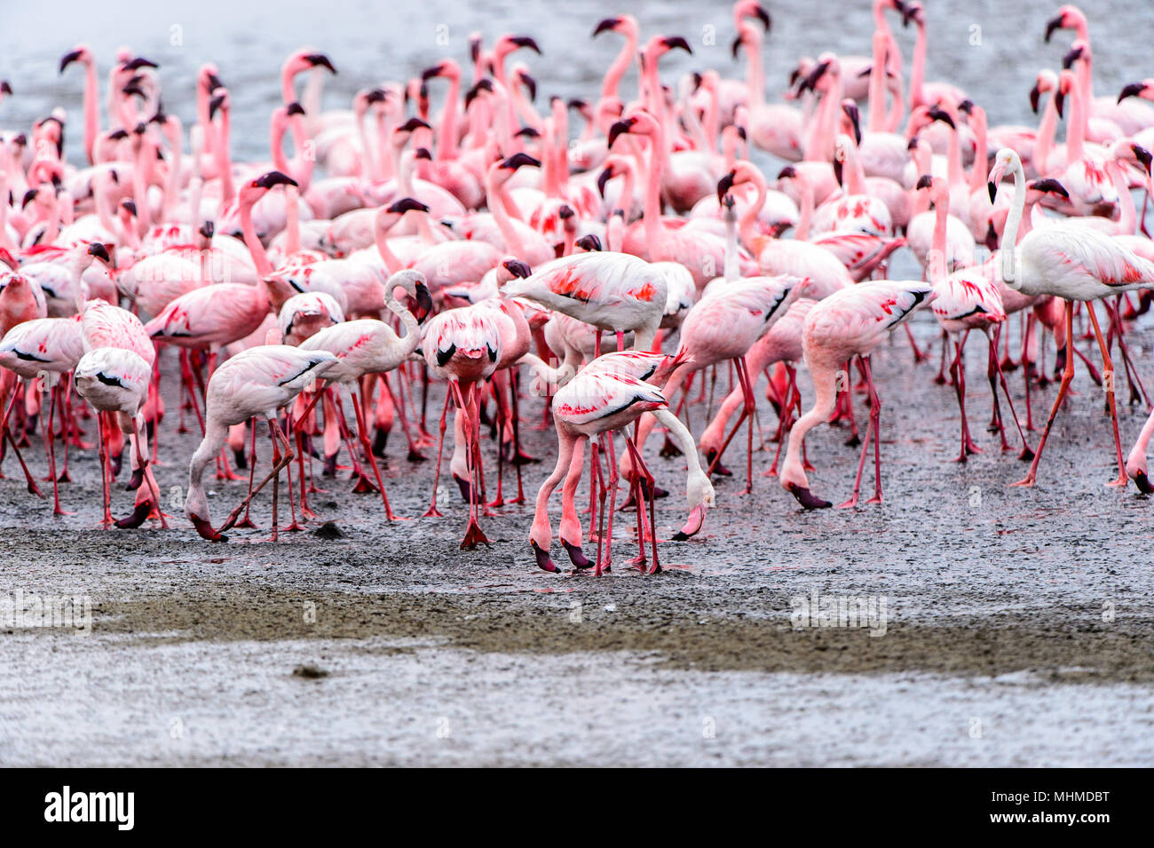 Flock of pink flamingos Stock Photo - Alamy