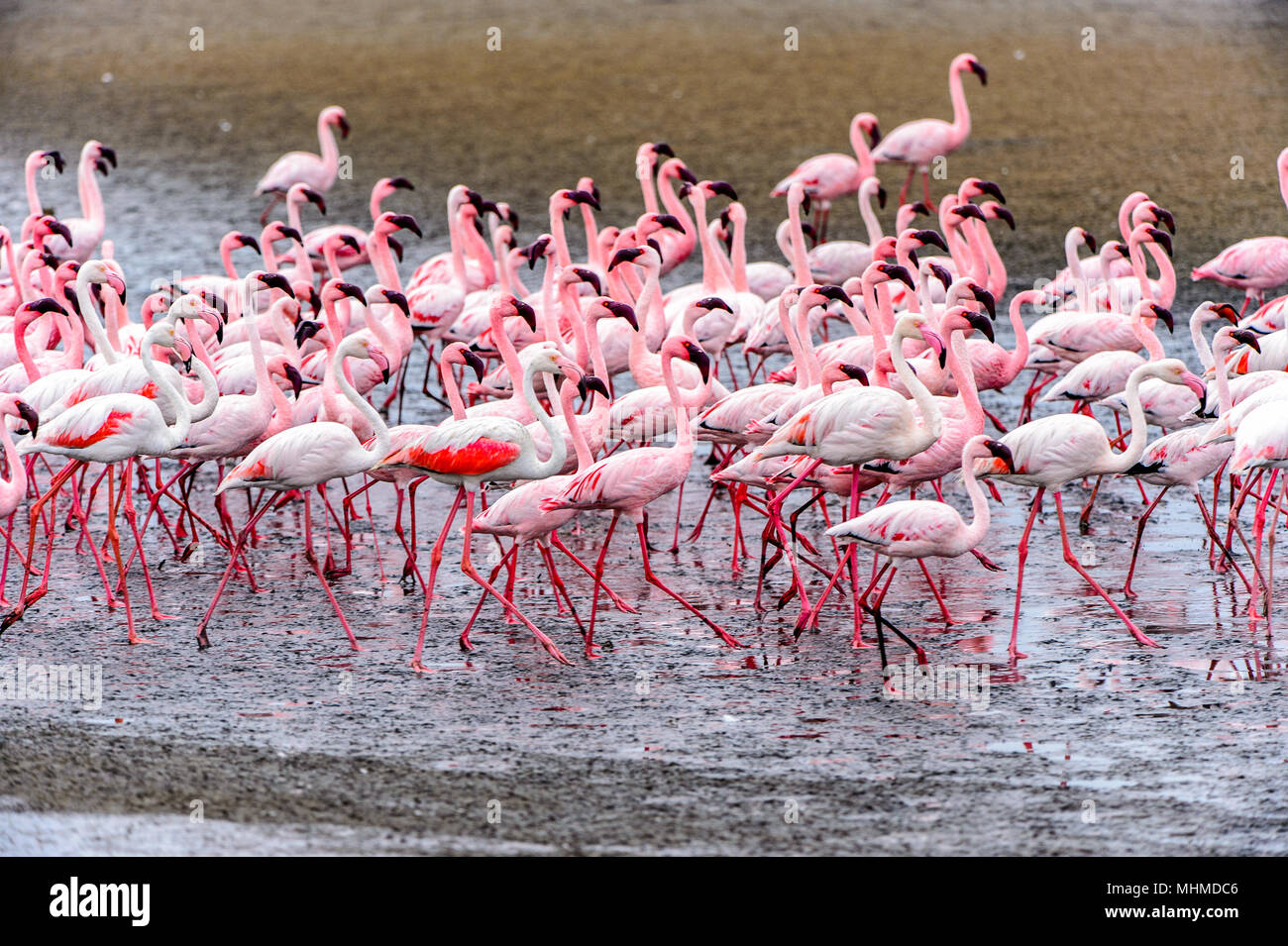 Flock of pink flamingos Stock Photo - Alamy