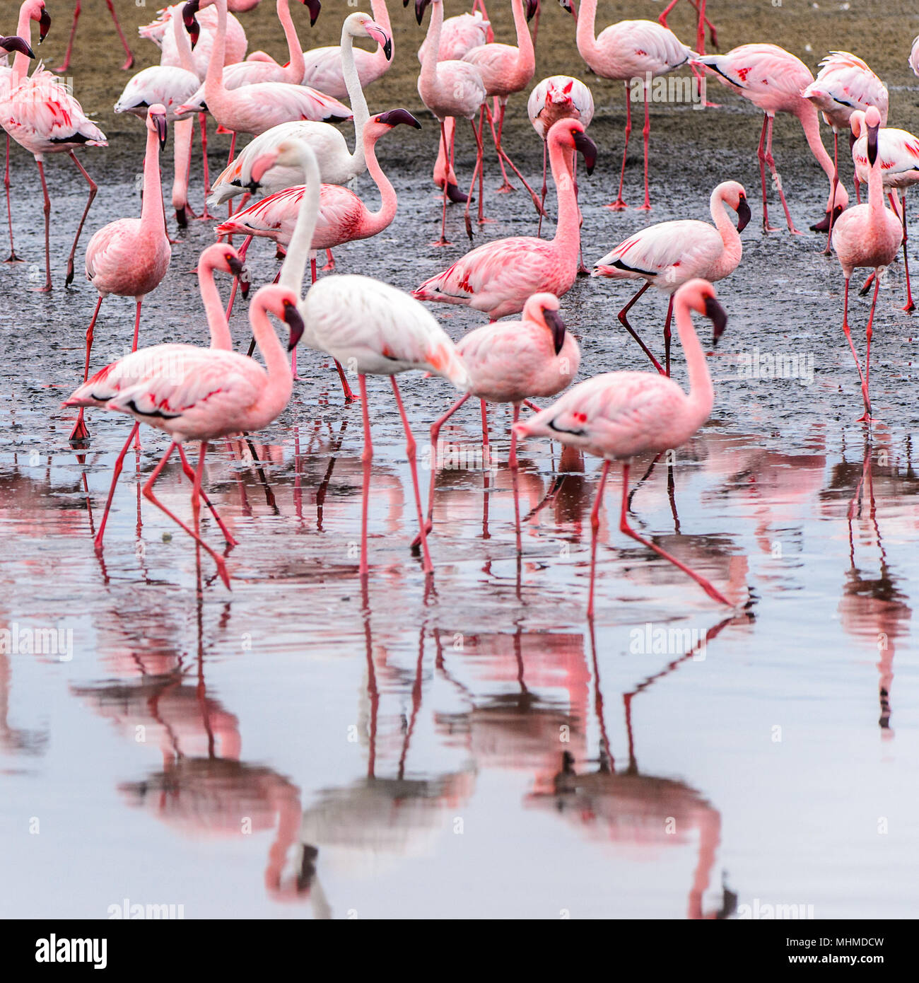 Flock of pink flamingos Stock Photo - Alamy