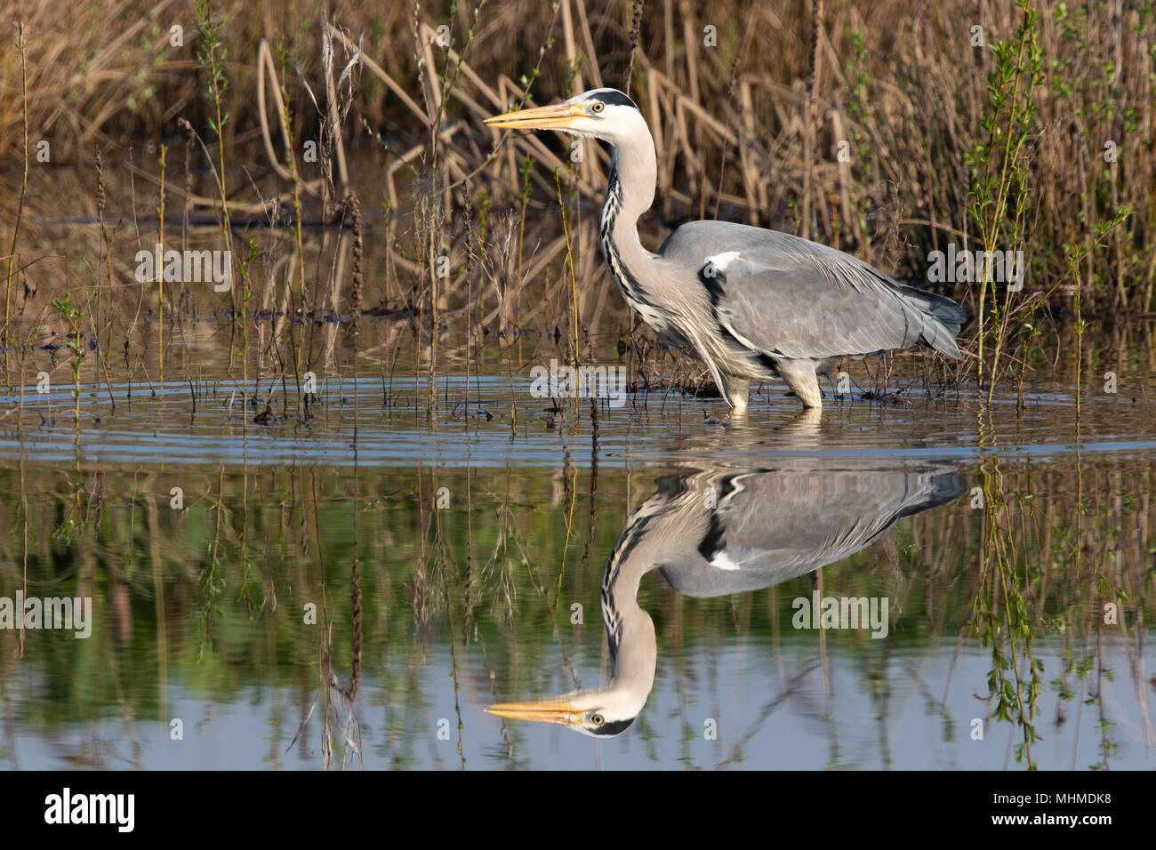 Heron like bird hi-res stock photography and images - Alamy