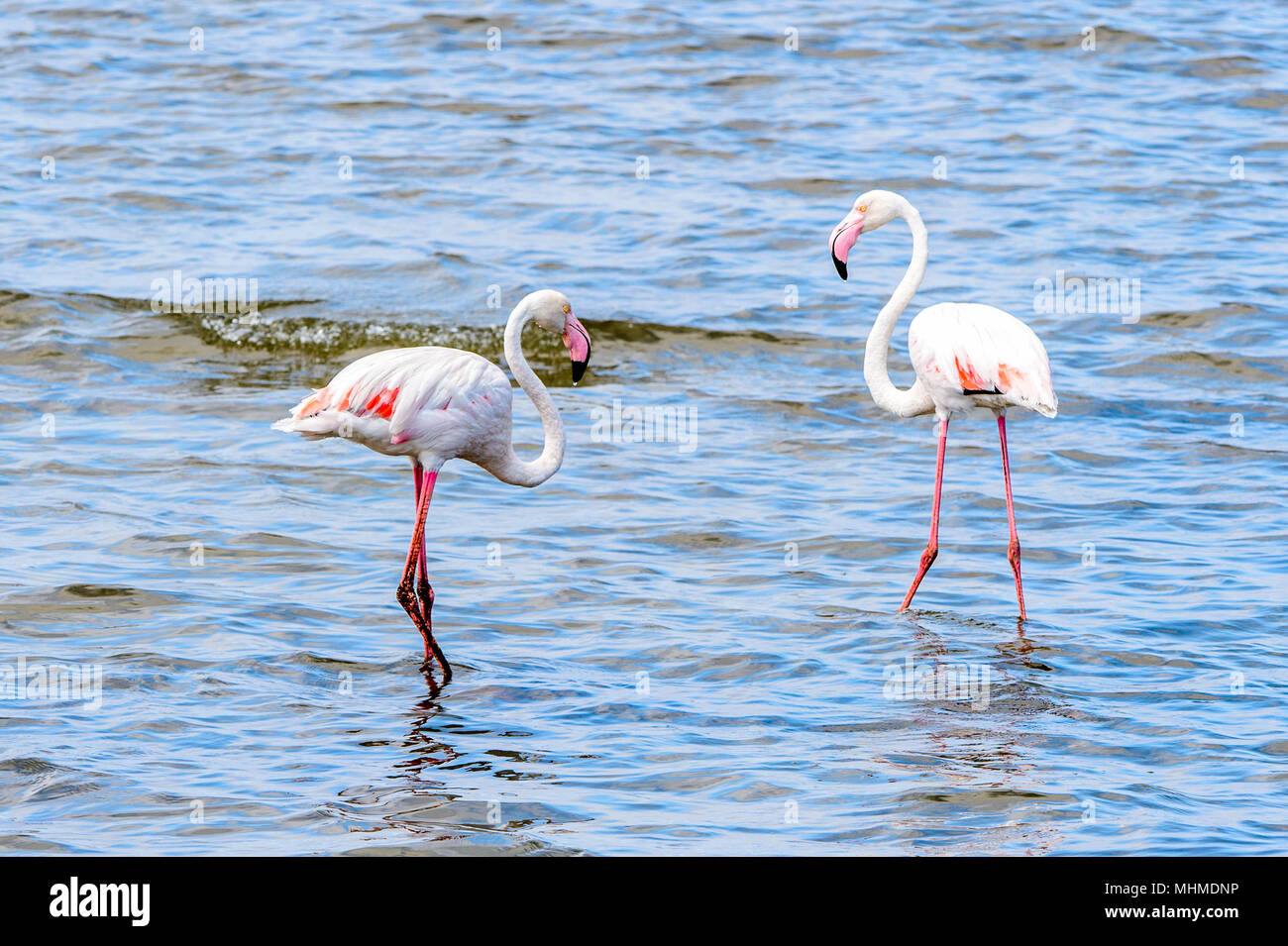 Pink flamingo in the water Stock Photo - Alamy