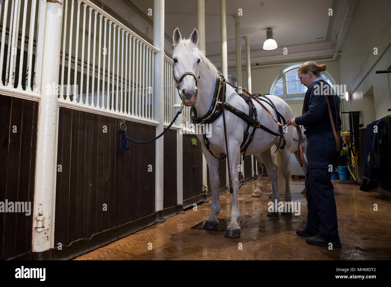 Groomed royal mews buckingham palace hi-res stock photography and ...
