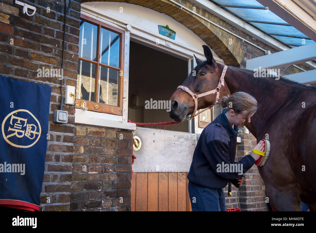 A Cleveland Bay horse in the Royal Mews at Buckingham Palace, London ...