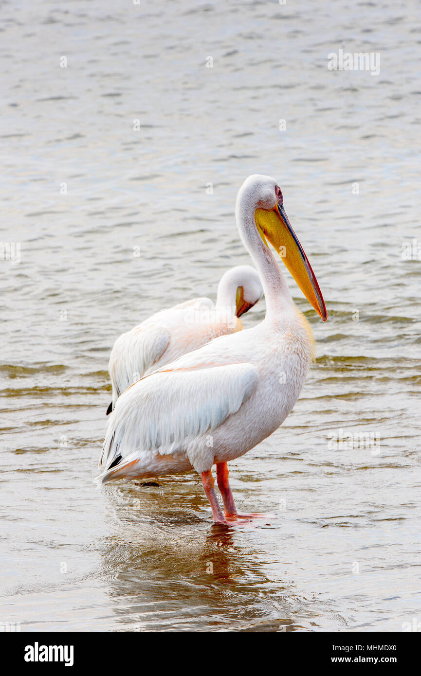 Pelican, Walvish Bay, Atlantic Ocean, Namibia Stock Photo - Alamy