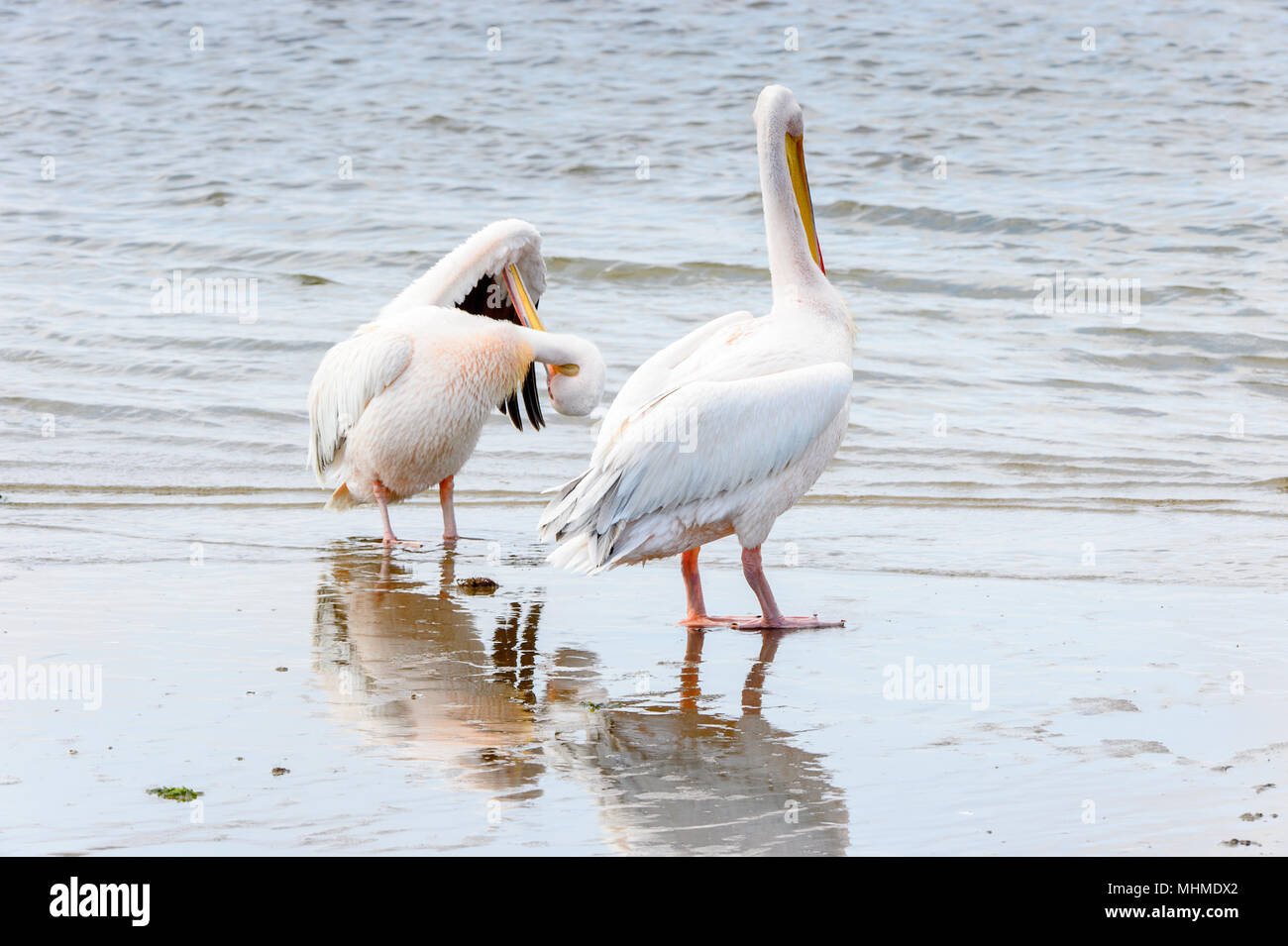 Pelican, Walvish Bay, Atlantic Ocean, Namibia Stock Photo - Alamy