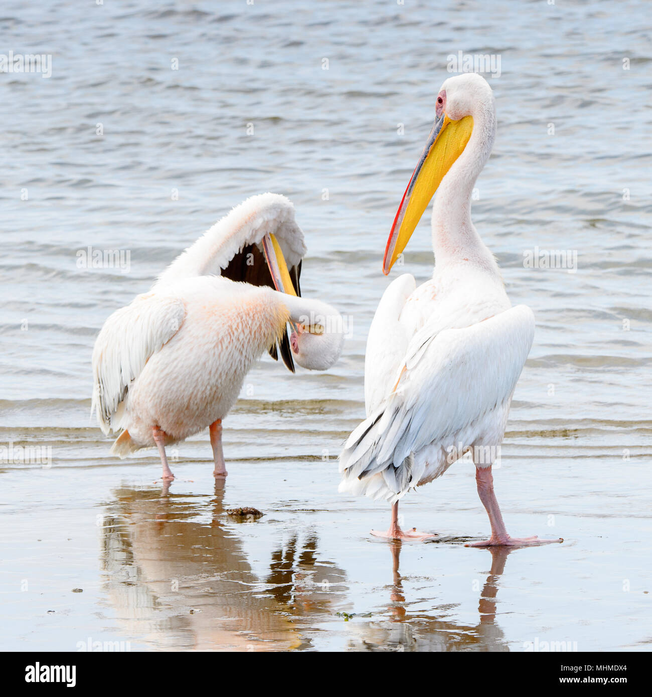 Pelican, Walvish Bay, Atlantic Ocean, Namibia Stock Photo - Alamy