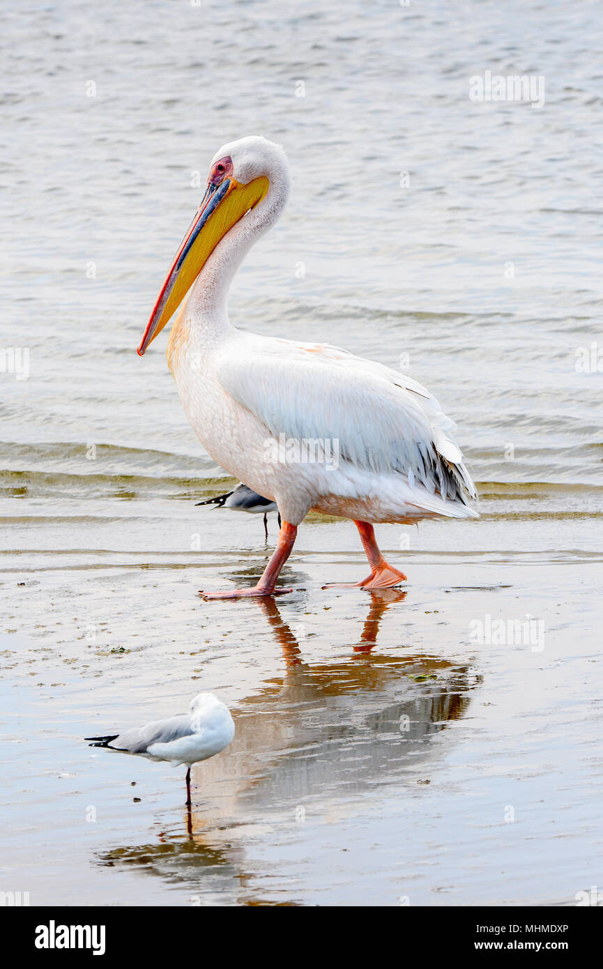 Pelican, Walvish Bay, Atlantic Ocean, Namibia Stock Photo - Alamy