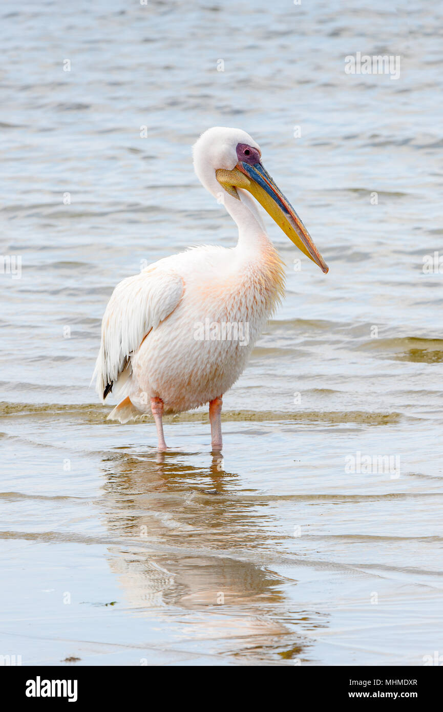 Pelican, Walvish Bay, Atlantic Ocean, Namibia Stock Photo - Alamy