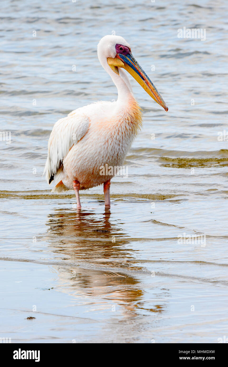 Pelican, Walvish Bay, Atlantic Ocean, Namibia Stock Photo - Alamy