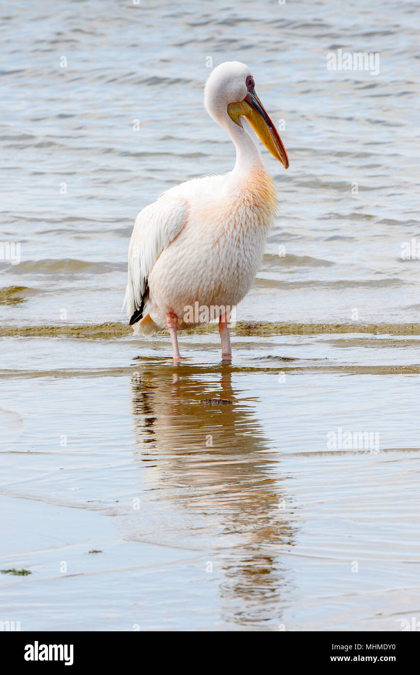 Pelican, Walvish Bay, Atlantic Ocean, Namibia Stock Photo - Alamy