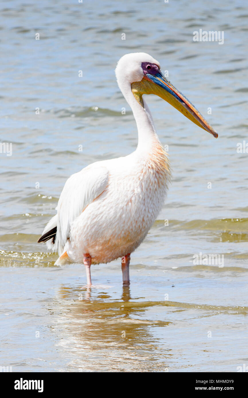 Pelican, Walvish Bay, Atlantic Ocean, Namibia Stock Photo - Alamy