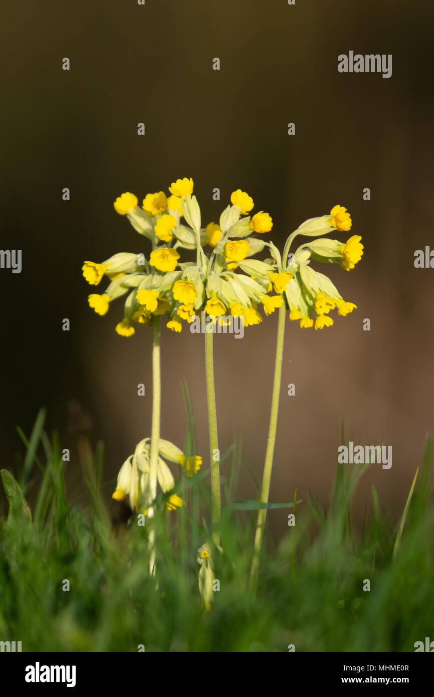 Primula veris primulaceae hi-res stock photography and images - Alamy