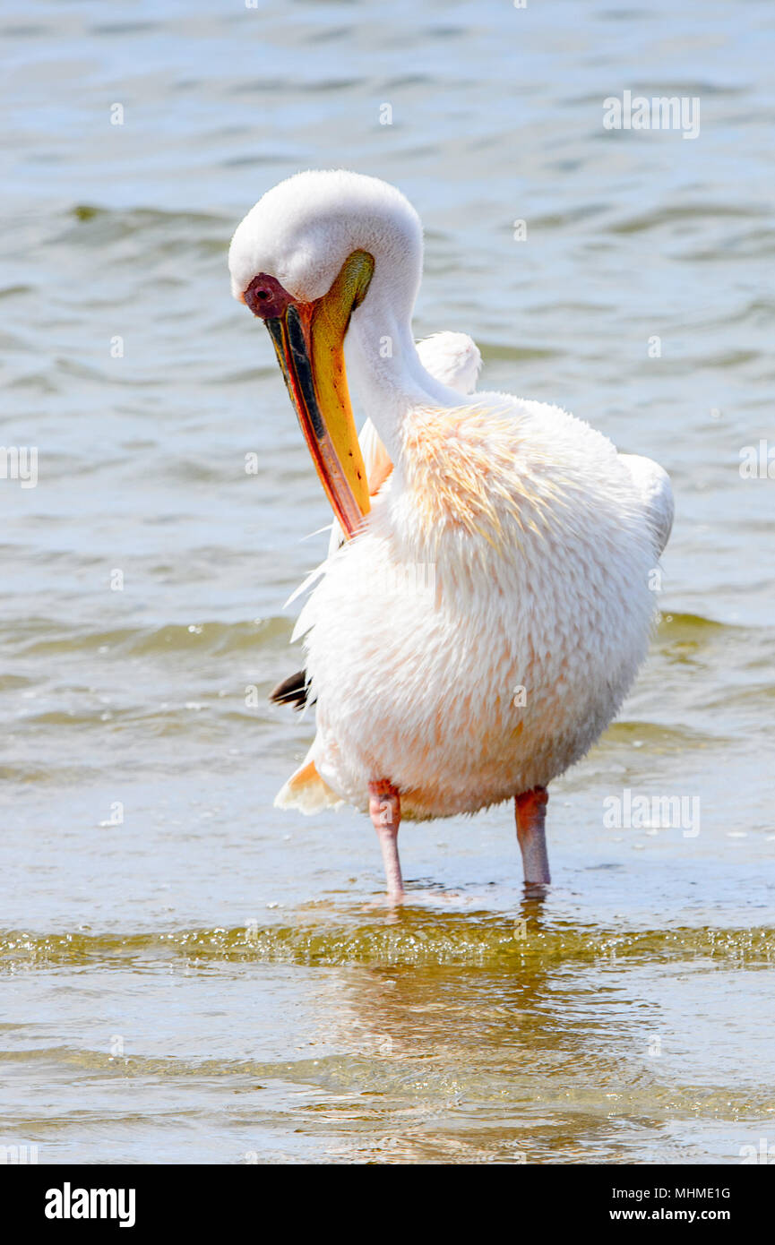 Pelican, Walvish Bay, Atlantic Ocean, Namibia Stock Photo - Alamy