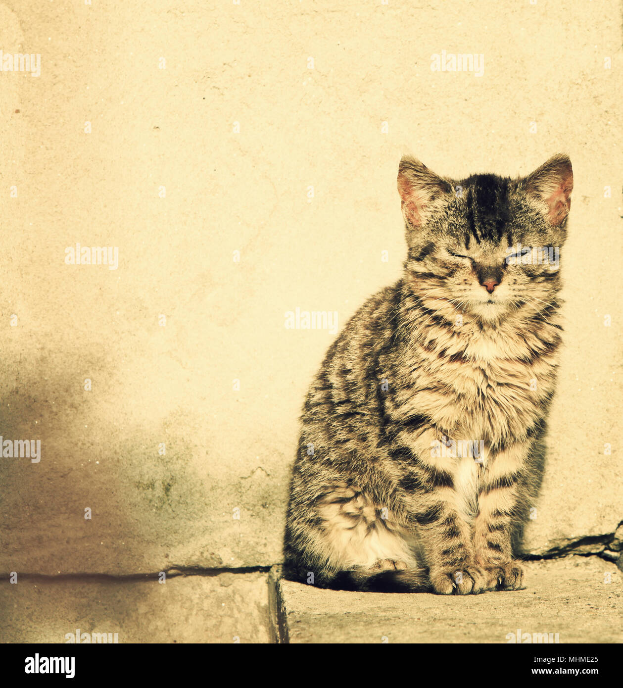 cute kitten enjoying sunlight Stock Photo - Alamy