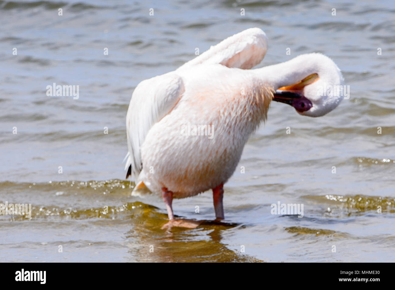 Pelican, Walvish Bay, Atlantic Ocean, Namibia Stock Photo - Alamy