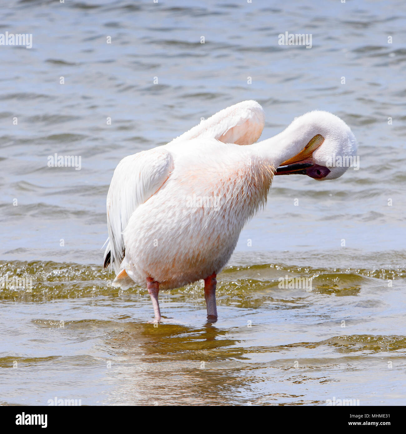 Pelican, Walvish Bay, Atlantic Ocean, Namibia Stock Photo - Alamy