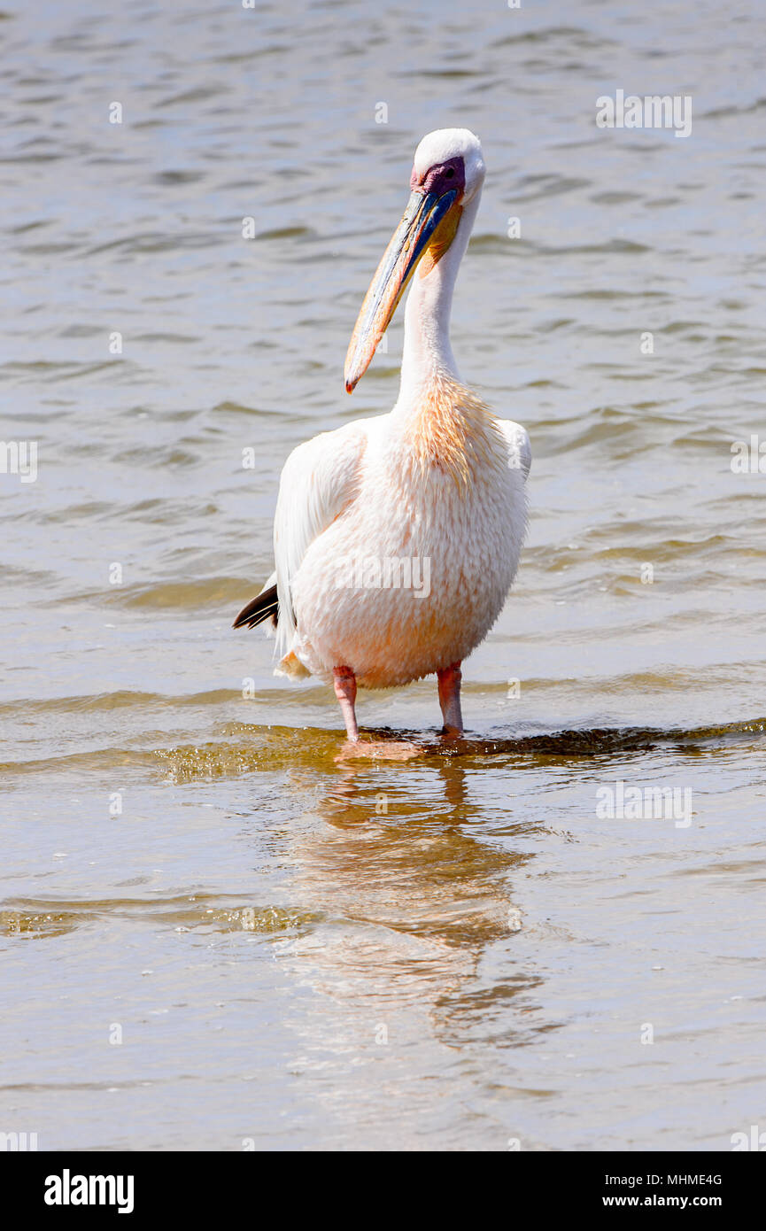 Pelican, Walvish Bay, Atlantic Ocean, Namibia Stock Photo - Alamy