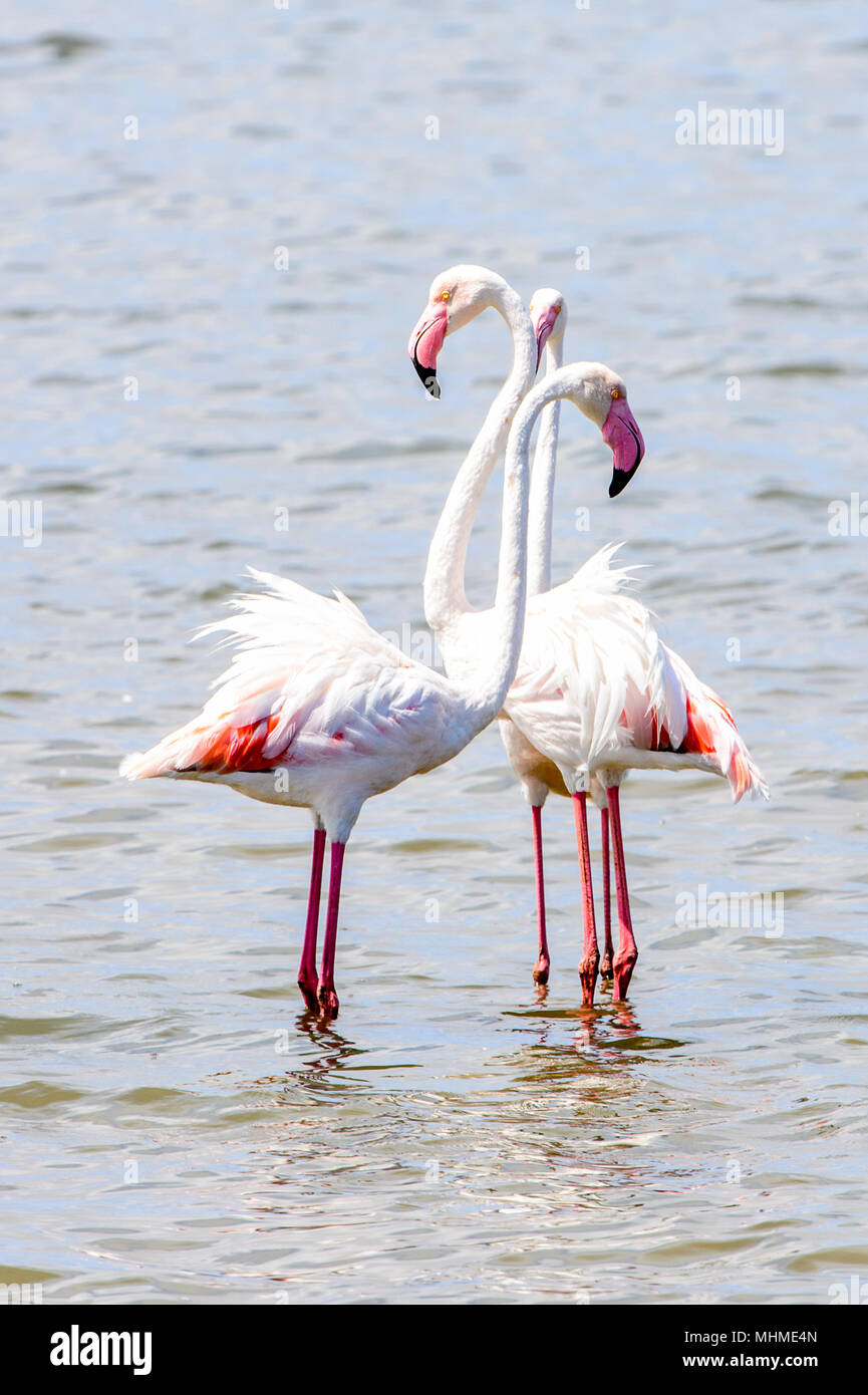 Flamingo Beak High Resolution Stock Photography and Images - Alamy